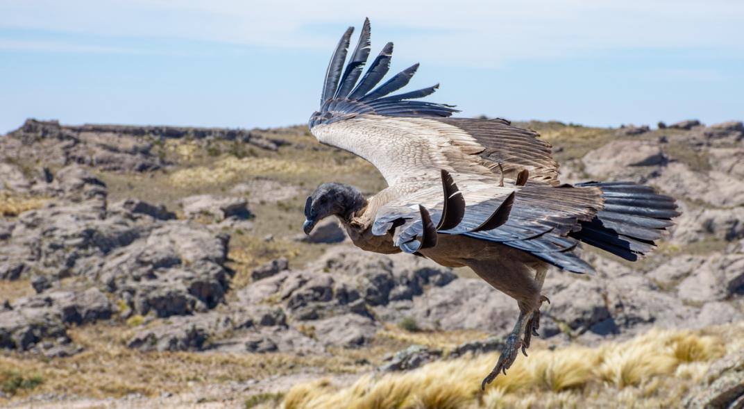Muestra Biodiversidad en apuros – Nubeda